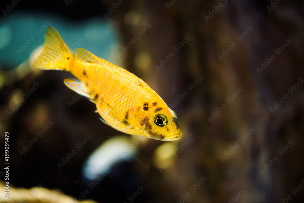 Msobo Magunga fish of yellow color with black spots floats in aquarium ...