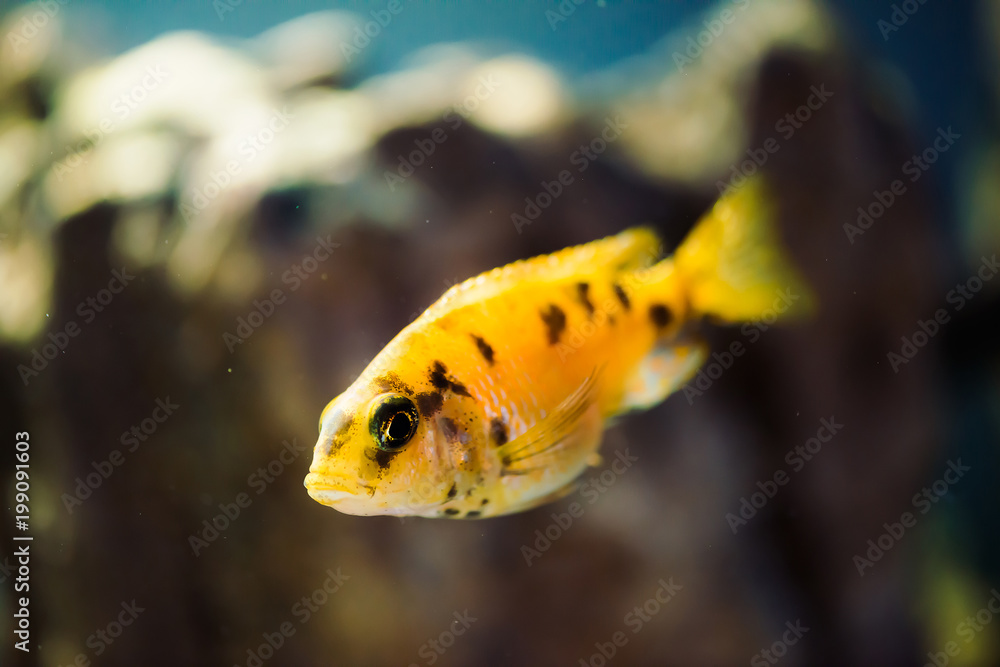 Msobo Magunga fish of yellow color with black spots floats in aquarium ...