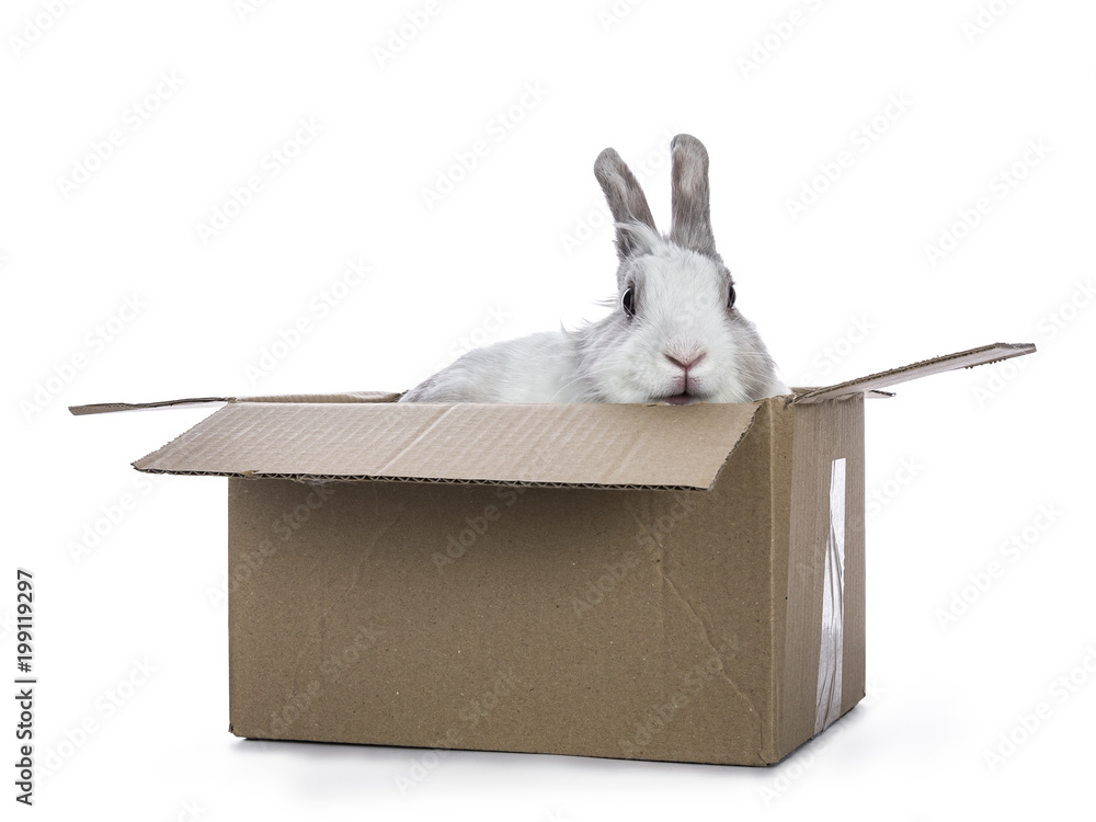 Cute white with grey shorthair bunny sitting side ways in carton box ...