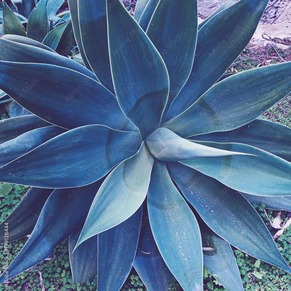 Close up of natural agave Agave Attenuata or blue fox tail plant ...
