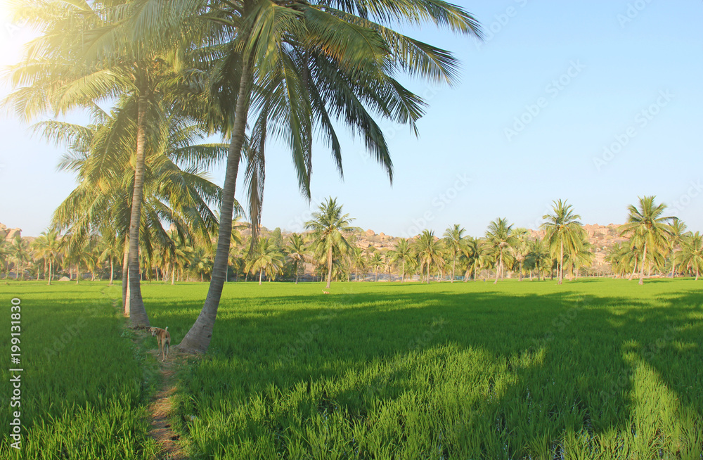 Beautiful green rice fields in Hampi, India. Palm trees, sun and rice ...
