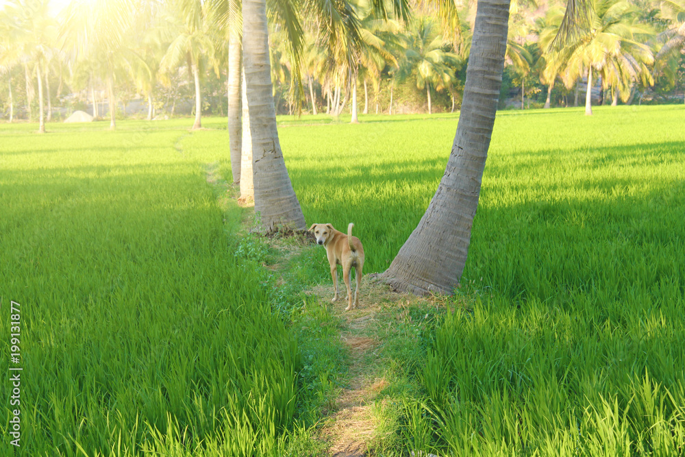 Beautiful green rice fields in Hampi, India. Palm trees, sun and rice ...