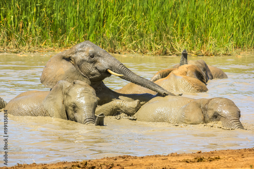 Close-up of African Elephants bathing in the mud of a pool in a summer ...
