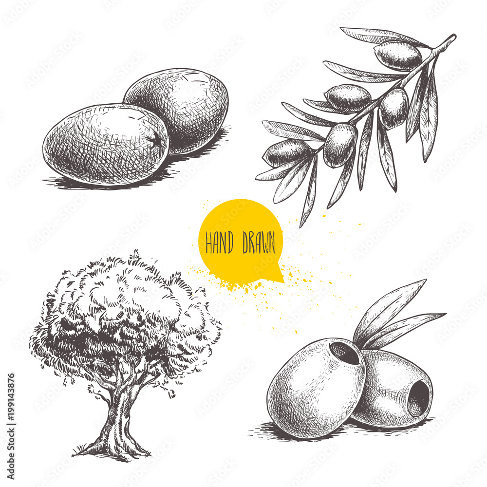 Sketch hand drawn olives set. Olive tree, olive fruits , boneless ...