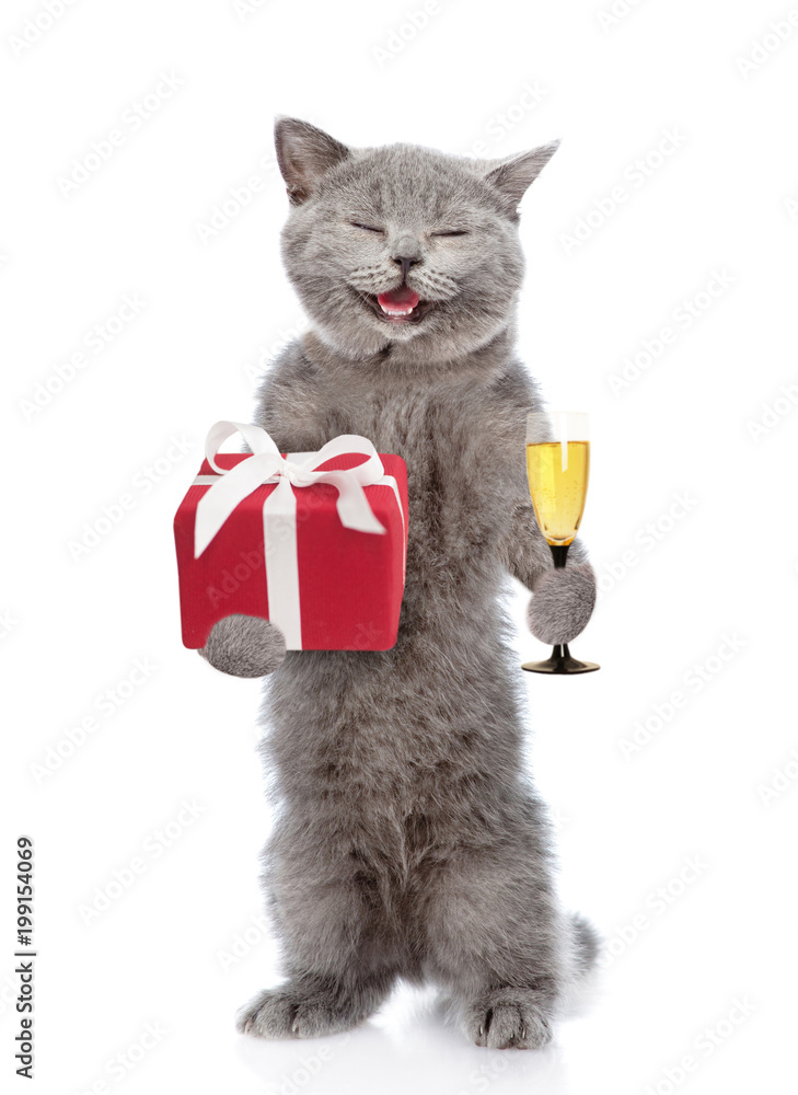 Happy Cat White Background