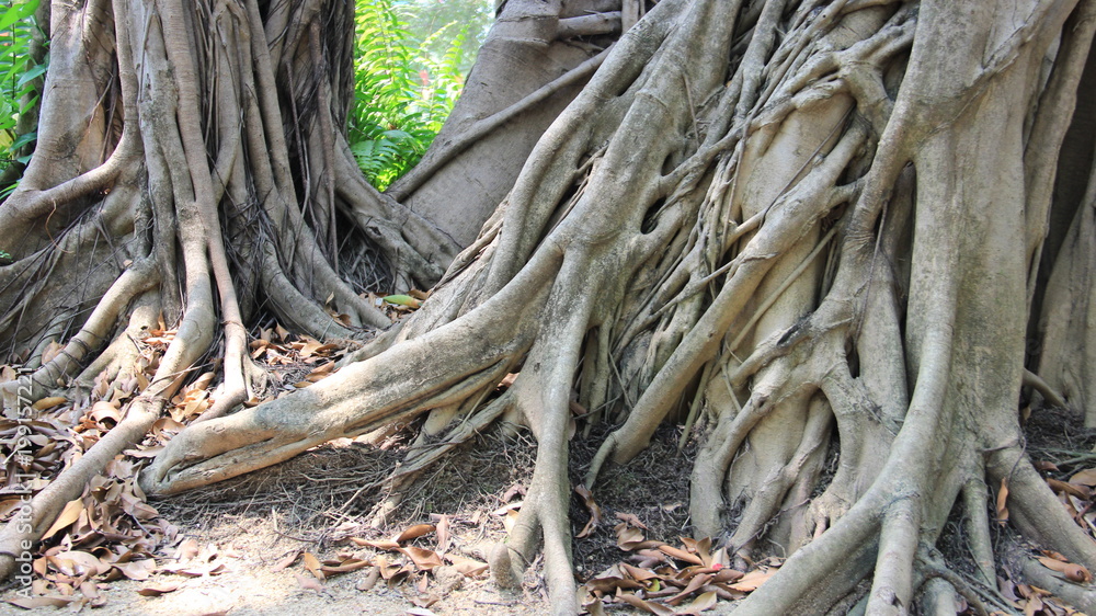 Banyan Roots In Tropical Forest Pure And Quiet Natural Stock Photo ...