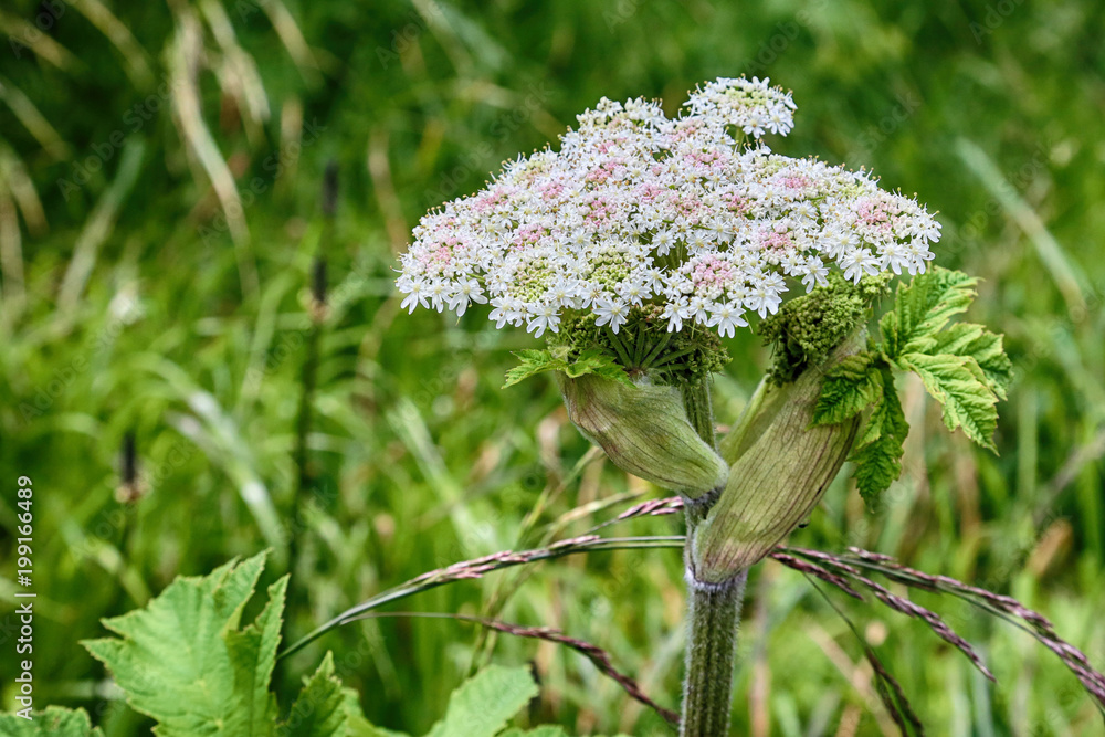 Giant Hogweed Giant Cow Parsnip Or Giant Cow Parsley Heracleum