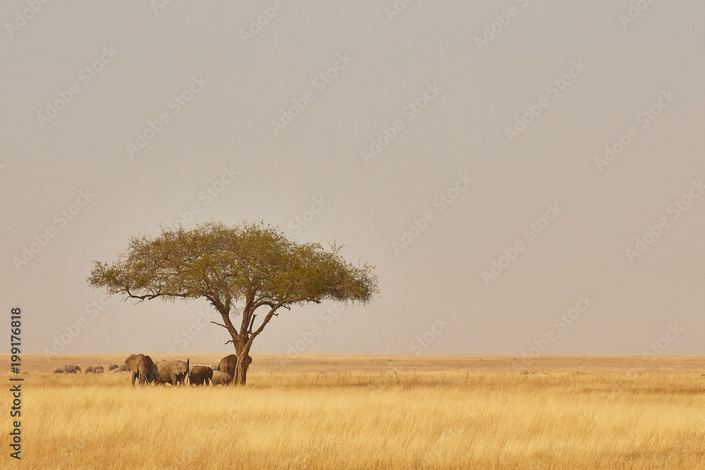 Chasing shadow Stock Photo | Adobe Stock