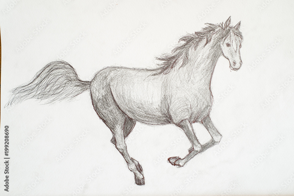 Arabian Horse Head Line Drawing