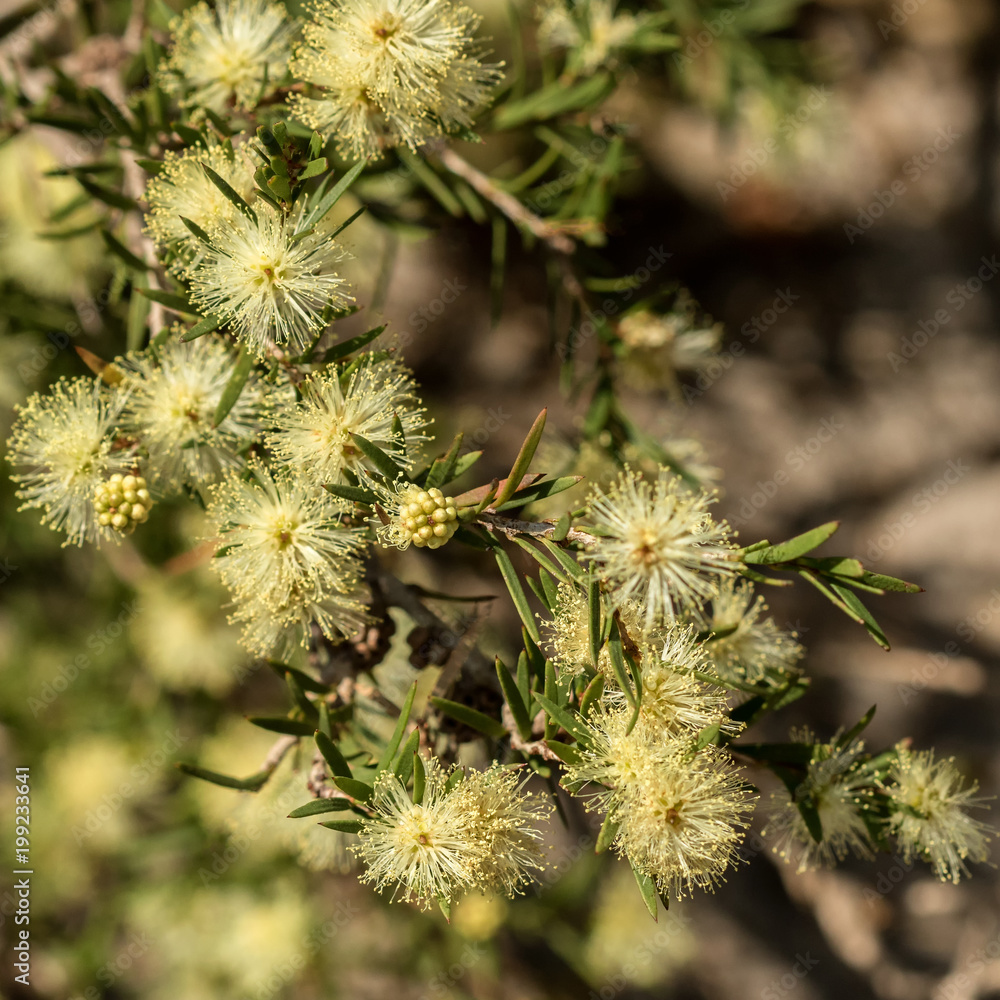 Close-up of white Tea Tree flowers (Leptospermum arachnoides) with a ...