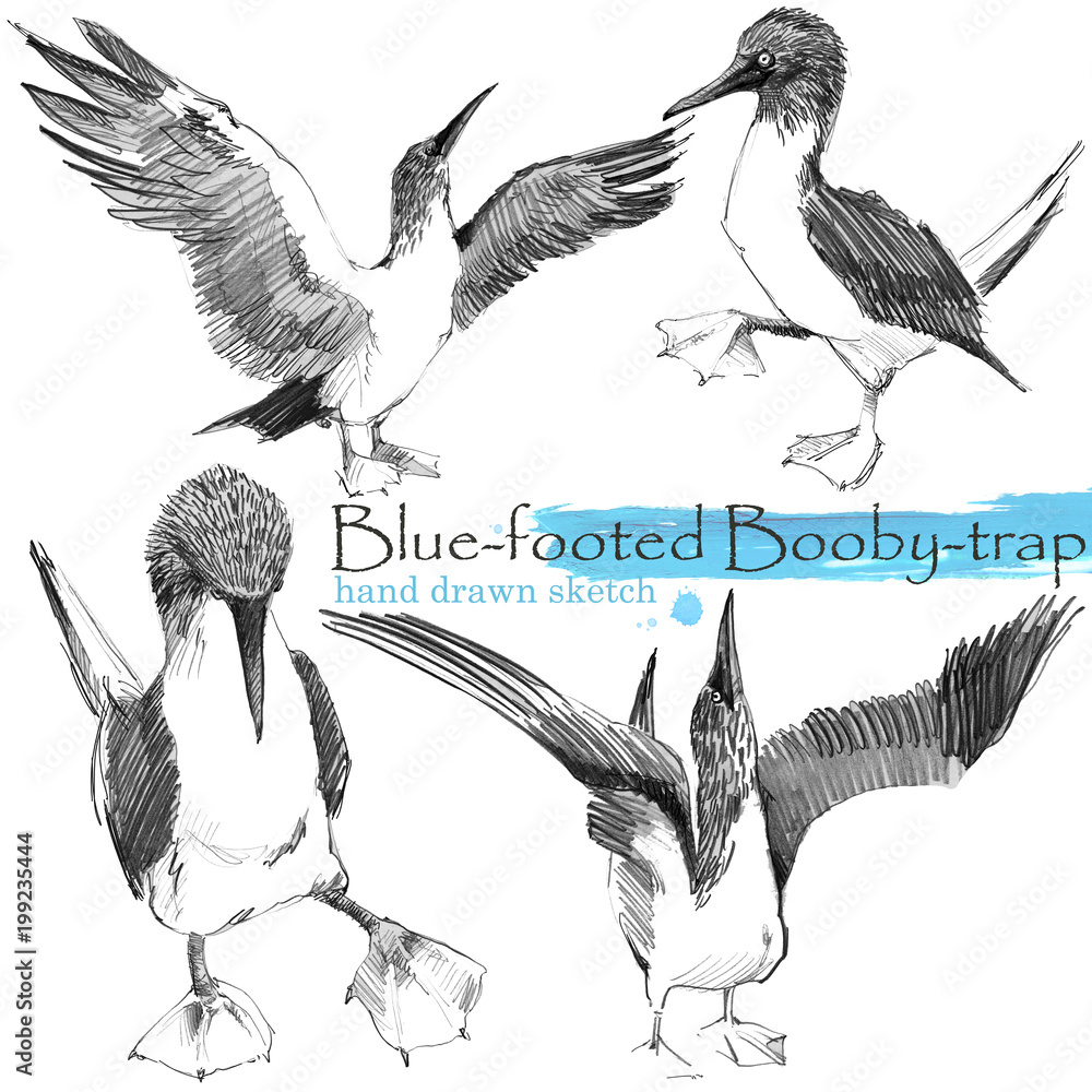Booby Bird Drawing