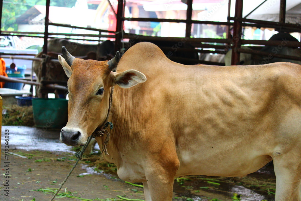 Thai cow on farm in Thailand Stock Photo | Adobe Stock