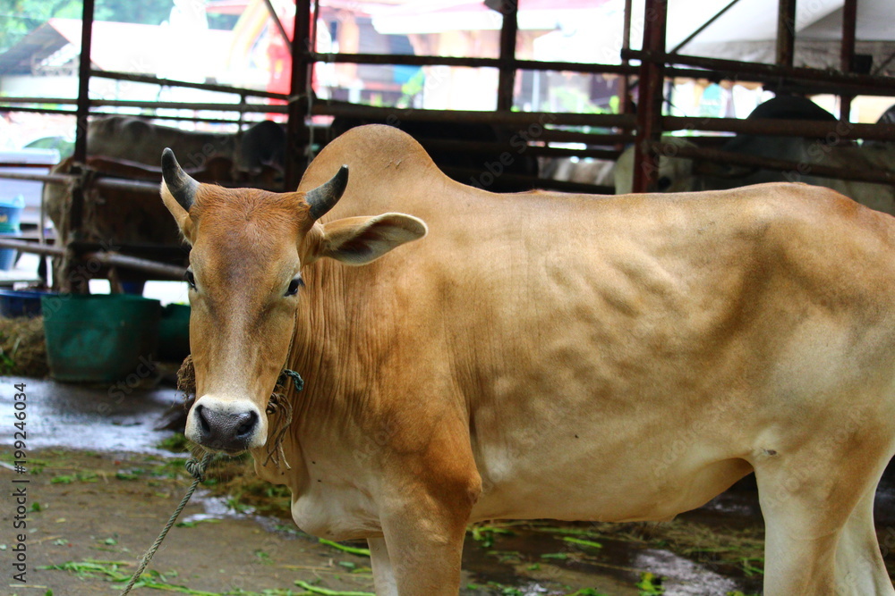Thai cow on farm in Thailand ภาพถ่ายสต็อก | Adobe Stock