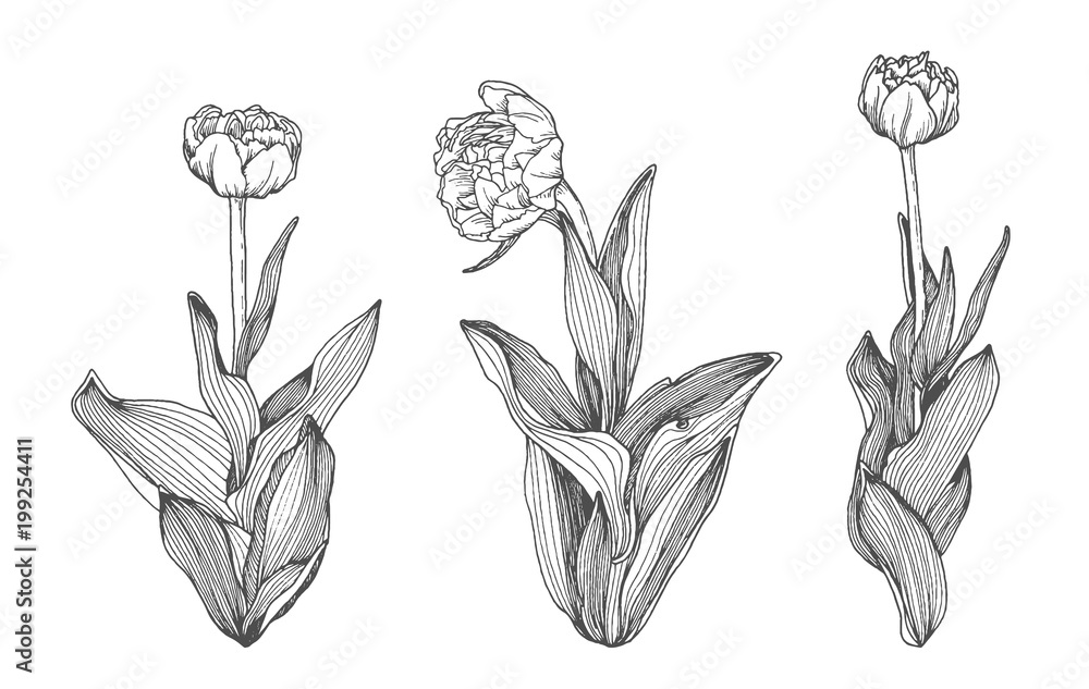 Spring tulip flower hatching set, black hand drawn monochrome etching ...