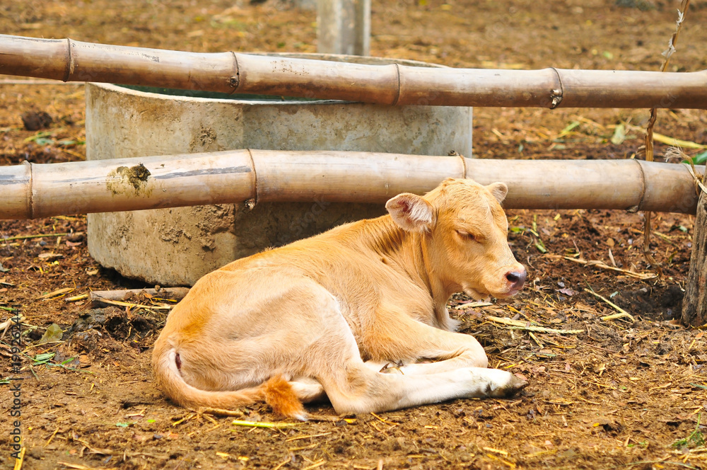 Newborn Cow