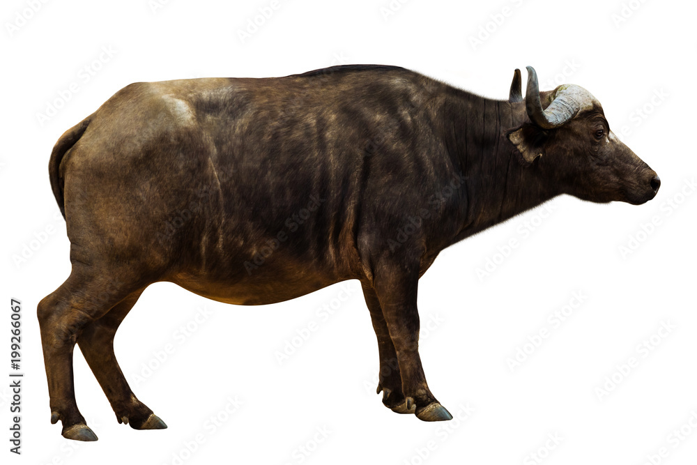 Side view of African Black Buffalo or Cape Buffalo, isolated on white ...