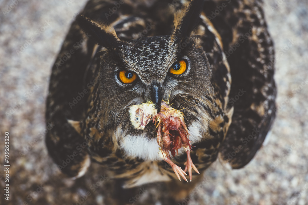 Owl sitting with killed mouse Stock Photo | Adobe Stock