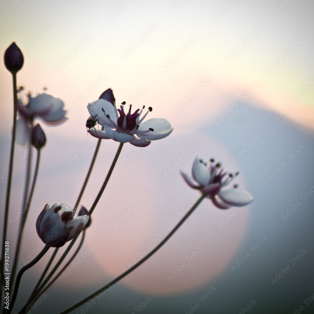 Beautiful Nature Photos Flowers