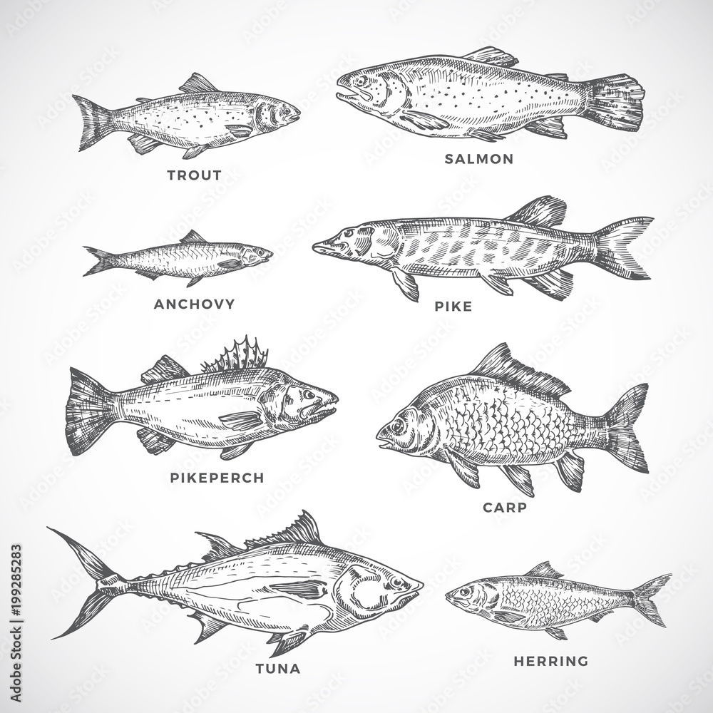 Hand Drawn Ocean or Sea and River Fish Set. A Collection of Salmon and ...