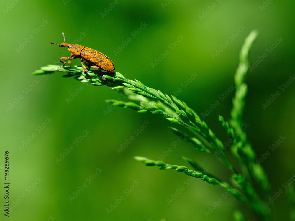 Nettle weevil bug isolated. Phyllobius argentatus (subgenus ...