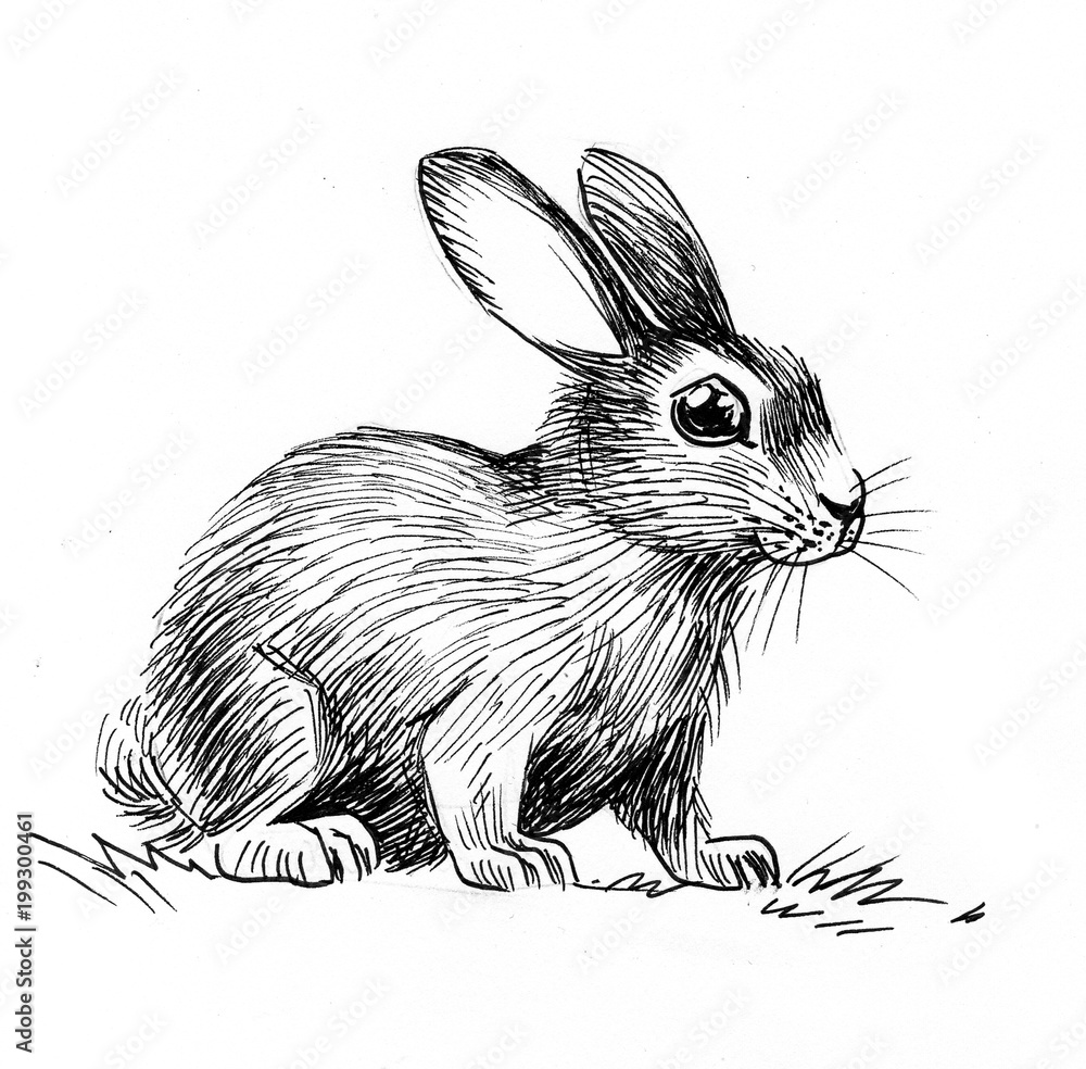 Ink black and white illustration of a cute rabbit Stock Illustration ...
