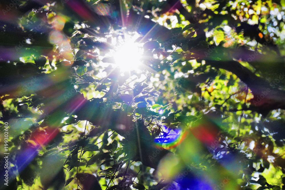 Sunlight passes through the branches of the trees. Backlight ...