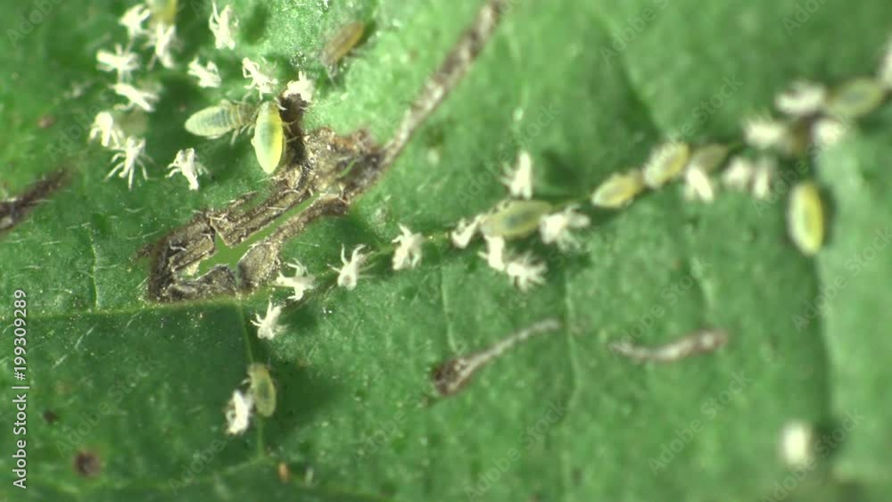 Animals insects aphid macro on green leaves of trees, field, fores ...