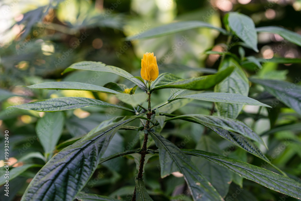 blooming plant with yellow bud, pachystachys lutea acanthaceae Stock ...