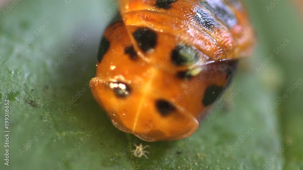Insect macro: Second instar likeness Ladybug beetle bug on green leaf ...
