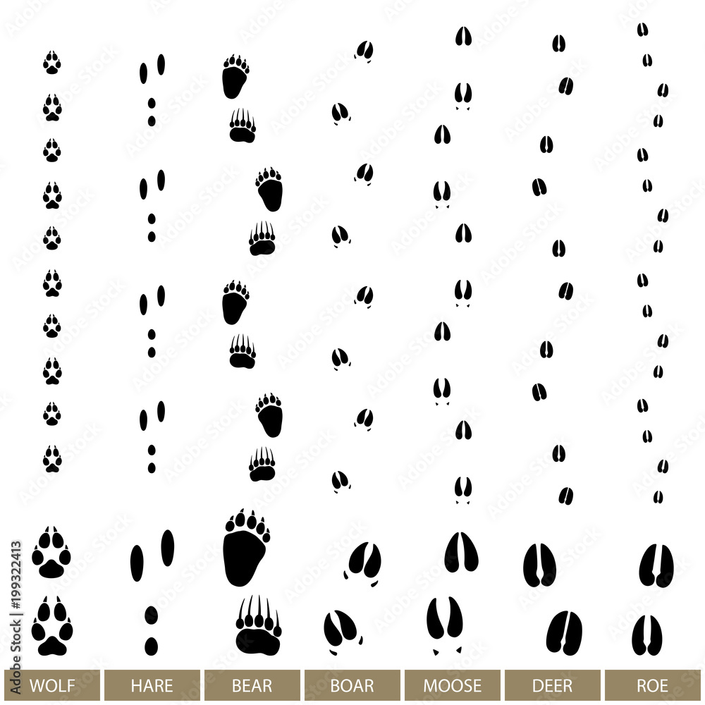Traces of Forest Animals, Animal Track, Vector Illustration Stock ...