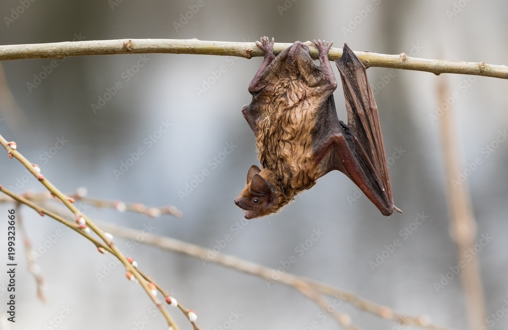 Fledermaus hängt nach Absturz in einem Teich zum trocknen an einem Weidenzeig. Sie stellte sich ...