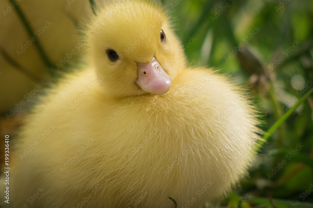 Yellow Baby Duck