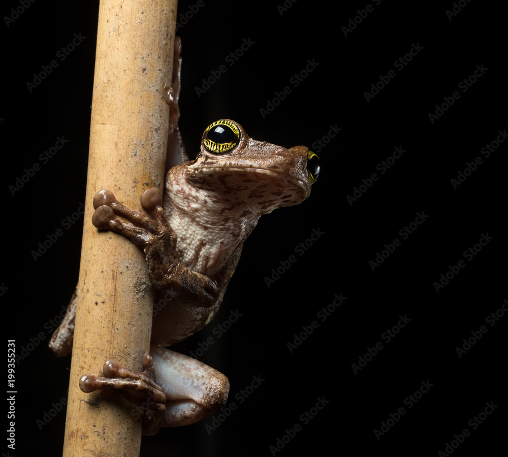 Tropical tree frog, Osteocephalus taurinus. A treefrog from the Amazon ...