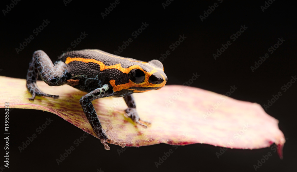 poison dart frog, Ranitomeya imitator, Yumbatos. A small poisonous rain ...