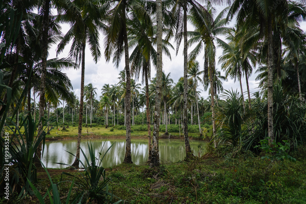 Siargao typical landscape, stunning nature and surf paradise spot in ...