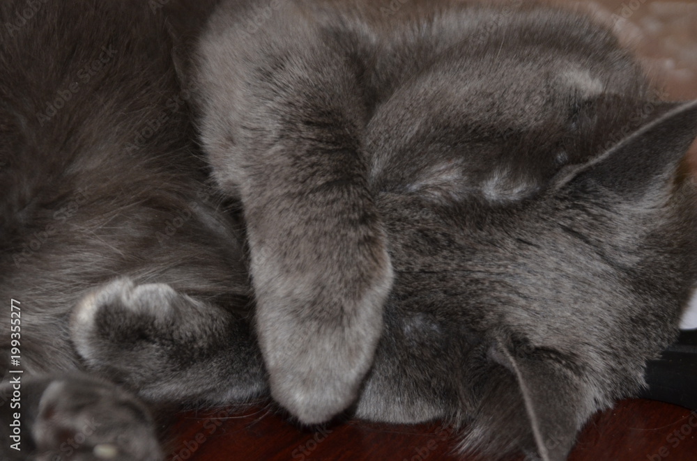 Gray Cats With Green Eyes Breed