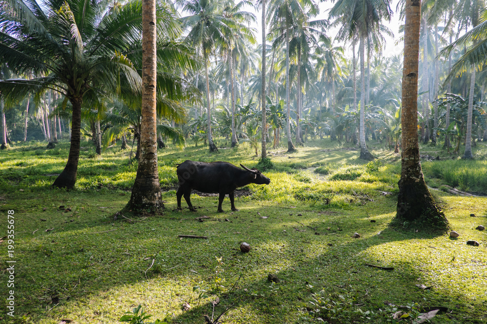 Carabao, also known as the water buffalo, the national animal of the ...