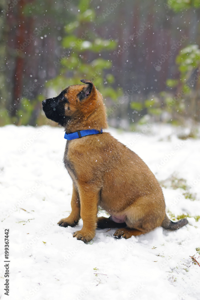 Cute Belgian Malinois Puppies