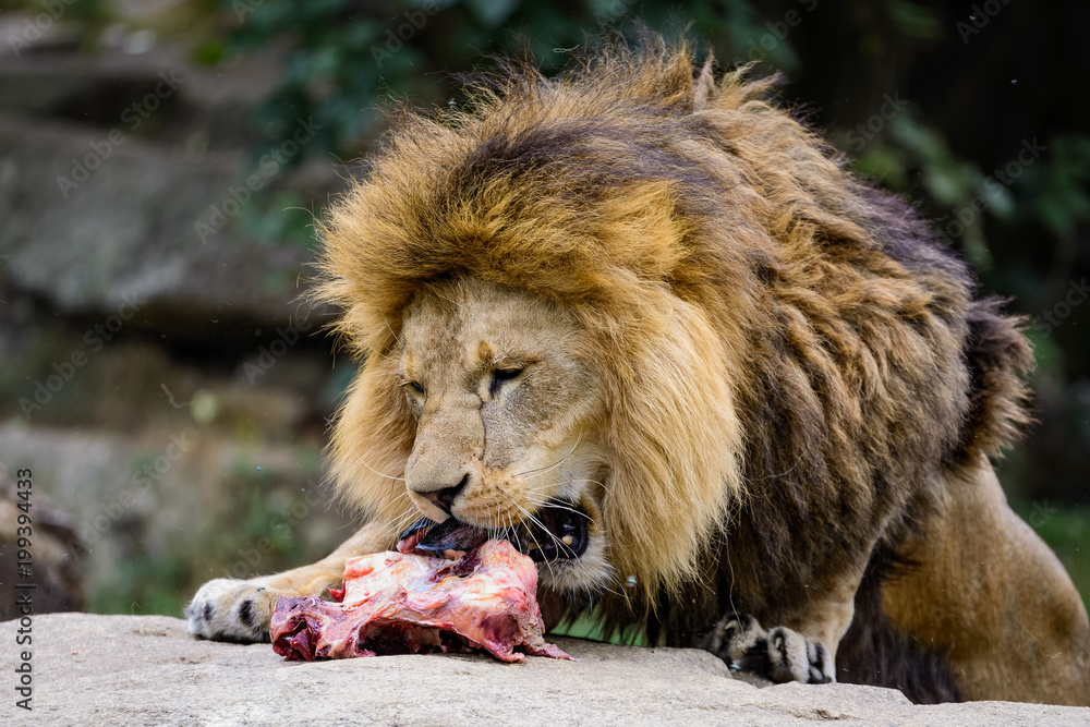 Lion Eating