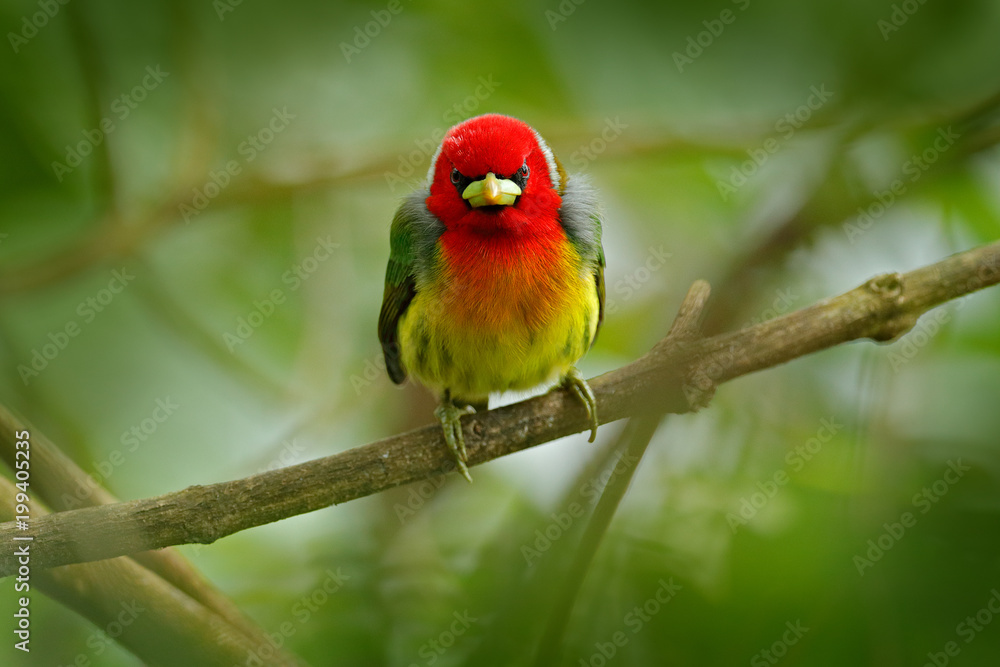 Barbet in the habitat. Red-headed Barbet, Vera Blanca, Costa Rica ...