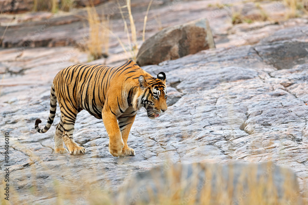 Indian tiger, wild danger animal in nature habitat, Ranthambore, India ...