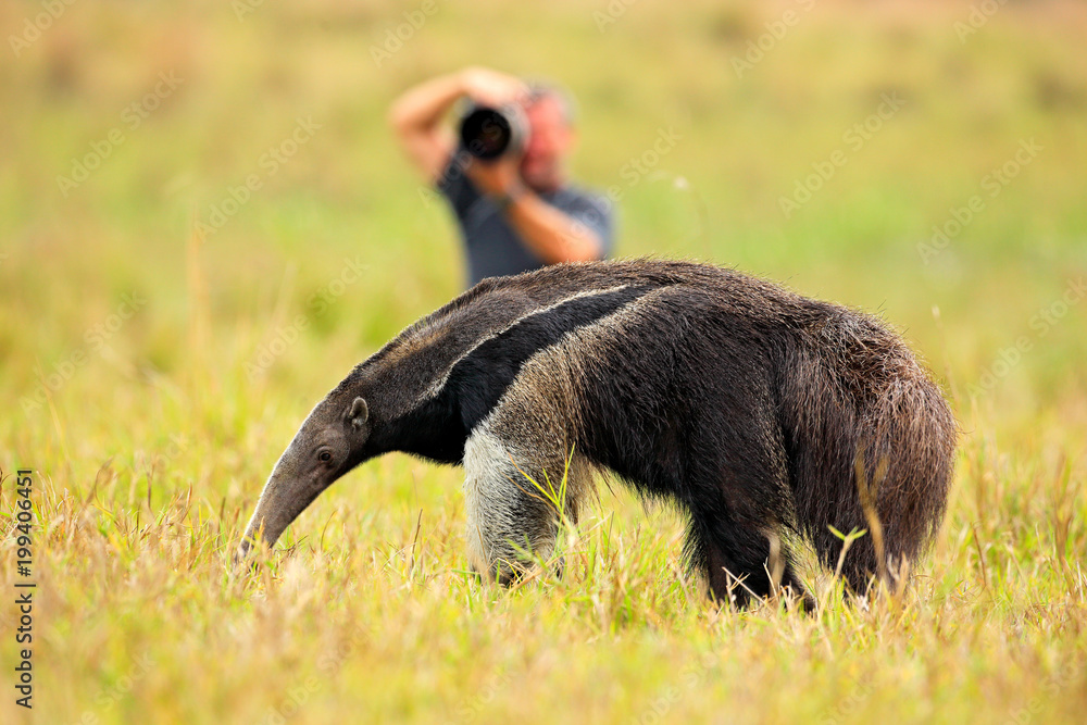 Anteater Nose