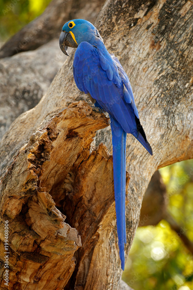 Hyacinth Macaw Habitat