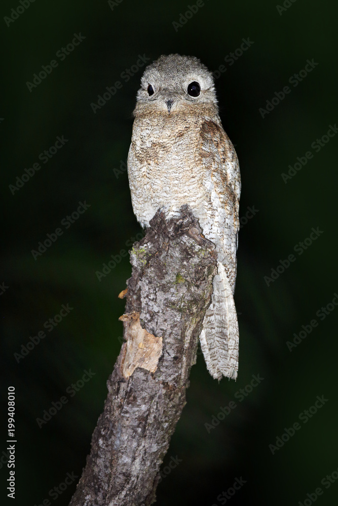 Night bird. Common Potoo, Nyctibius griseus, nocturnal tropic bird ...