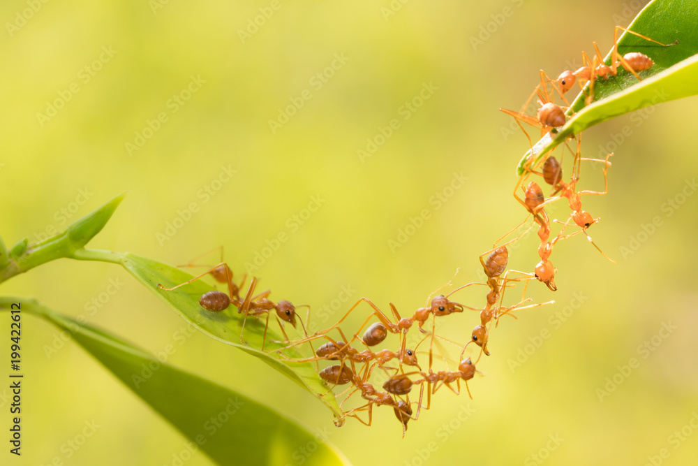 Ant action standing.Ant bridge unity team,Concept team work together ...
