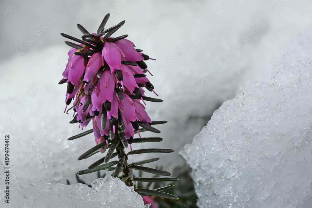 Winterheide mit Blüten im Schnee Stock-Foto | Adobe Stock