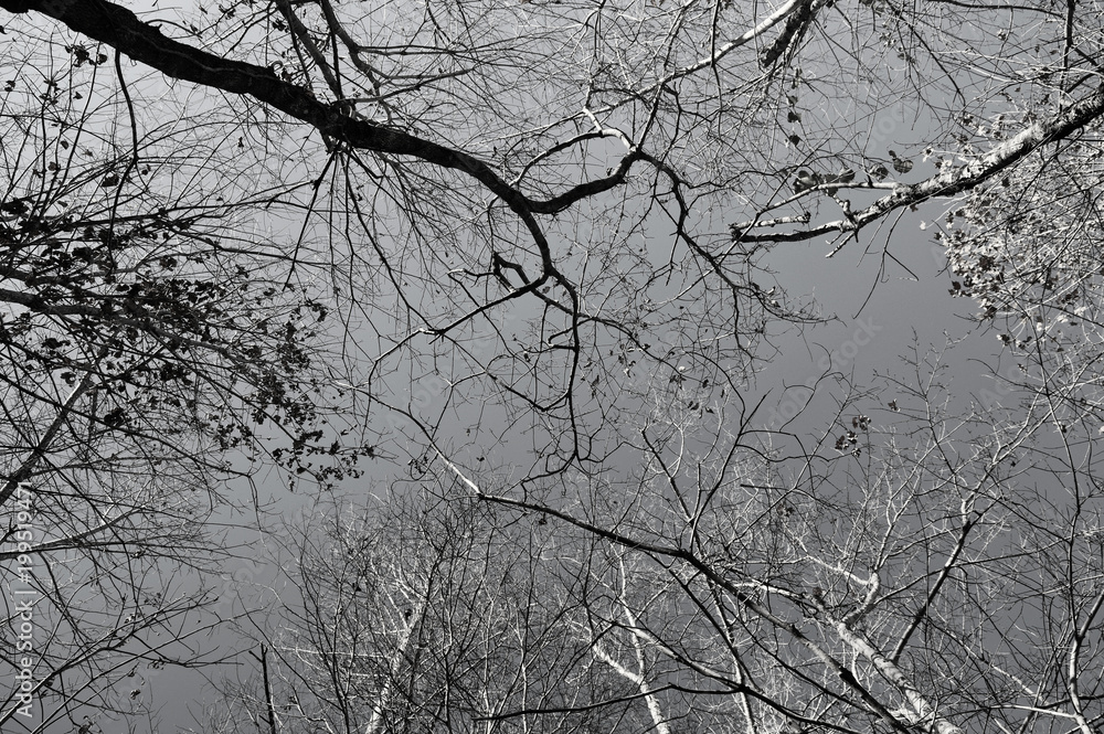 "tangled" black and white push process trees with bare limbs ...
