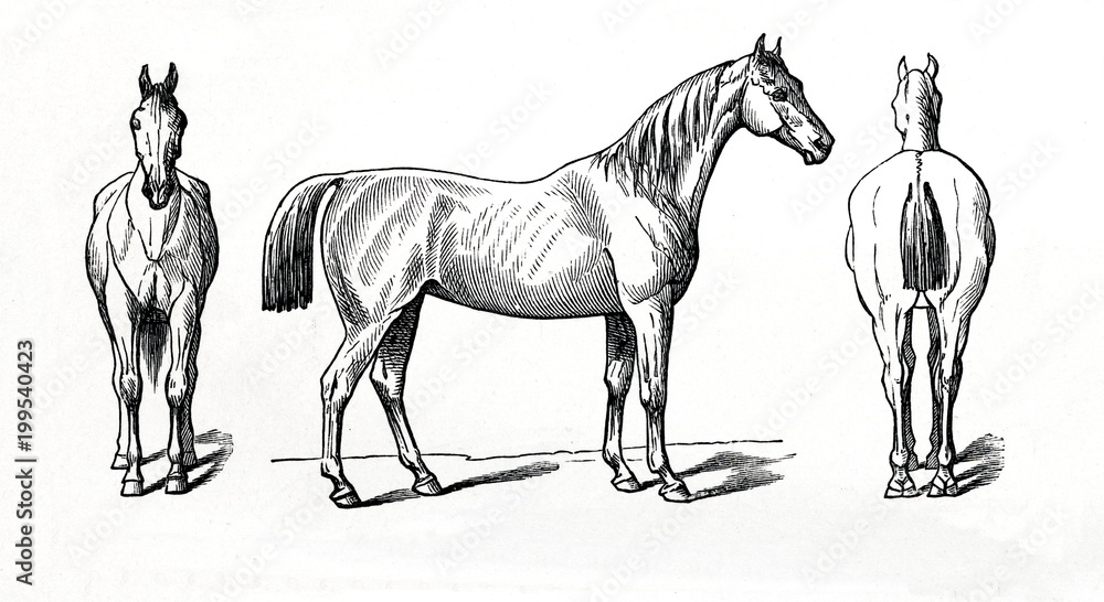 Equine conformation - horse's normal posture (from Meyers Lexikon, 1896 ...