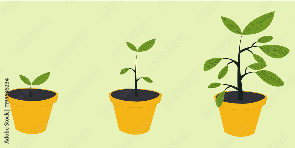 Growth concept. Plant growing stages. Timeline infographic of planting ...