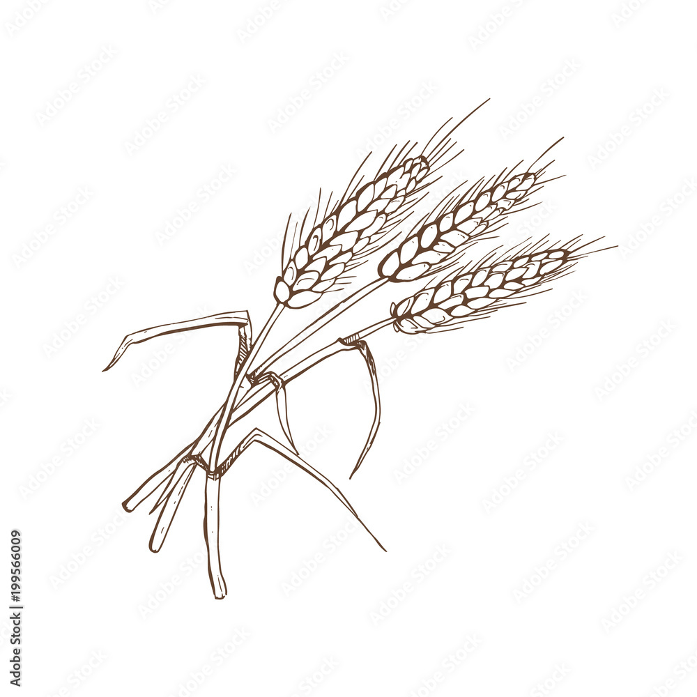 Vector illustration of wheat spike isolated on white background. Stock ...